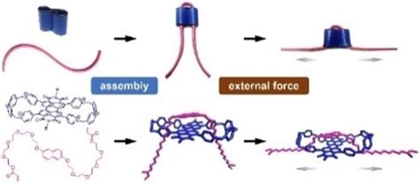 Assembly And Utility Of A Drawstring‐mimetic Supramolecular Complex Dong 2024 Angewandte