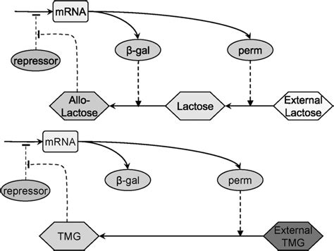 Lactose Network Top And Its Modification With The Gratuituous Inducer Download Scientific