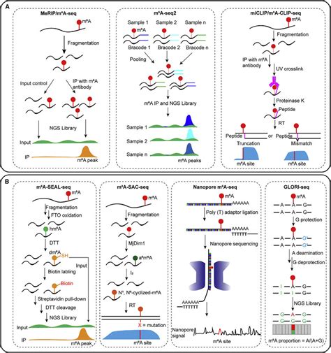 High Throughput M 6 A Sequencing Technologies A Schematic Diagram Of Download Scientific