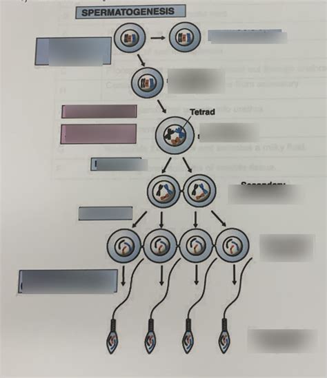 Unit 4 Topic 12 Diagram Spermatogenesis Diagram Quizlet