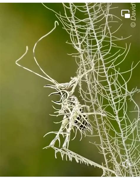 A Crazy Looking Bug Amazing Wonders Of Nature The Lichen Katydid The