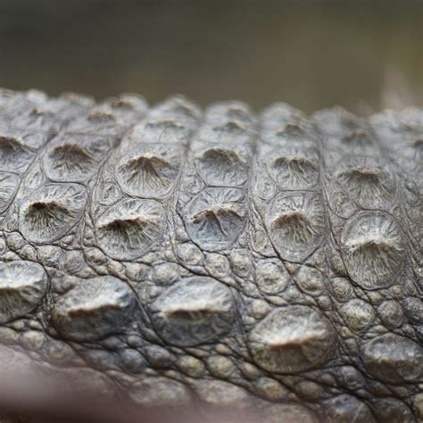 Monster Of The Month W Colin Dickey Jake The Alligator Man Atlas Obscura Experiences