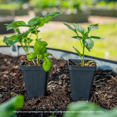 Super Chili Pepper Seedlings Vego Garden Excellent Seedlings