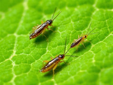 Thripse In Der Wohnung Bekämpfen Effektive Tipps And Tricks