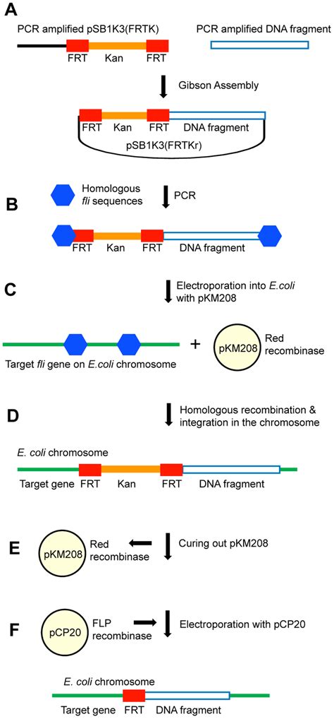 Chromosomal Integration Strategy Figure Depicts Key Steps Of The Dna