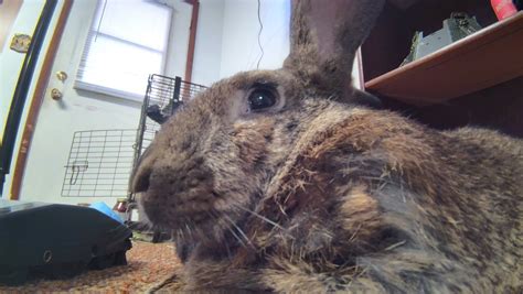 My Security Robot And My Bunny Are Best Friends But My Bunny Doesnt Know That Yet R Atf