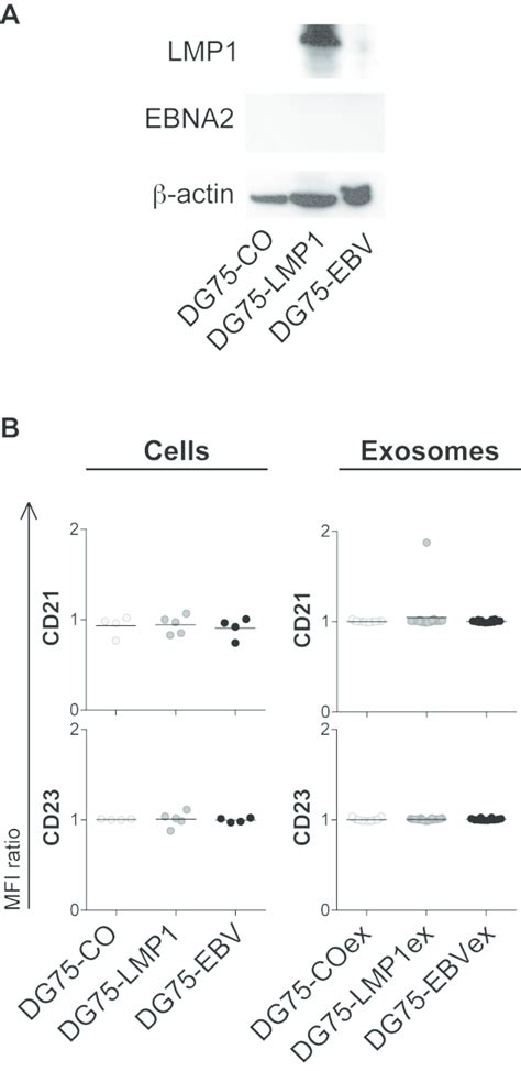 Figure S1 A Cell Lysates Of Dg75 Cells Were Analyzed By
