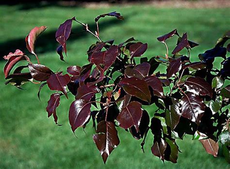 Beechwood Landscape Architecture And Construction Autumn Blaze Callery