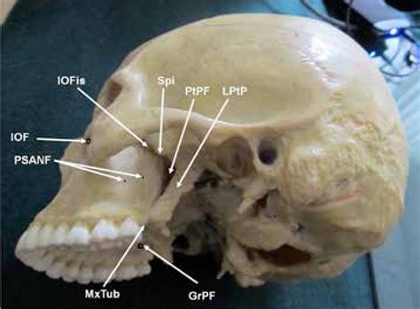 Foramen Alveolar Posterior Superior Nerves Of The Oral Cavity Pocket