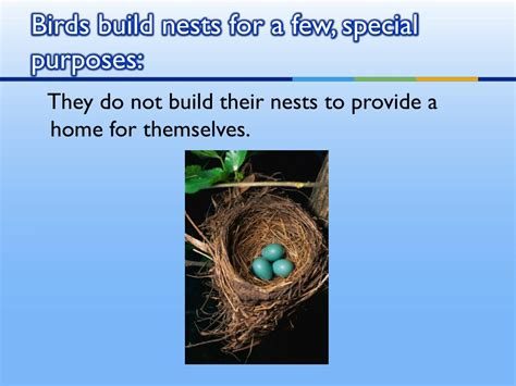 Ppt Bird Nests Powerpoint Presentation Free Download Id 2656439