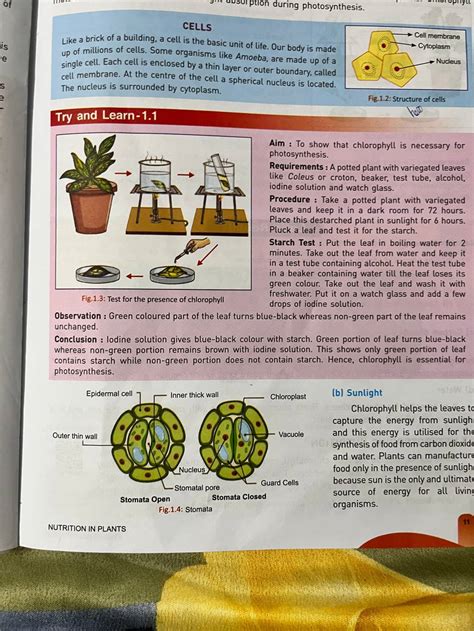 Cells Like A Brick Of A Building A Cell Is The Basic Unit Of Life Our B