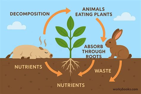 Decomposition Definition Examples Quiz Faq Trivia