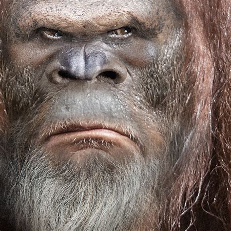 Bigfoot Types Bigfoot411