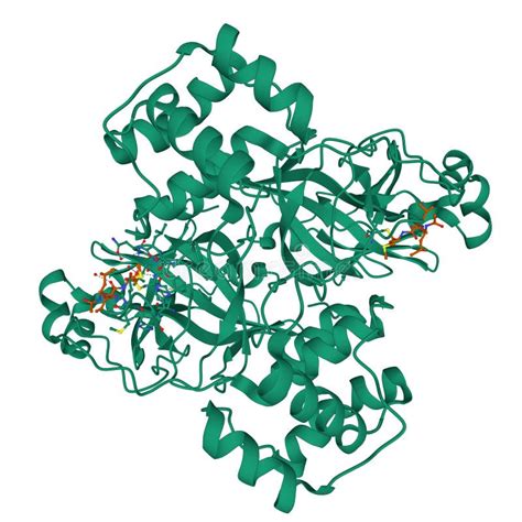 Structure Of Sars Cov 2 Mini Replication And Transcription Complex Stock Illustration