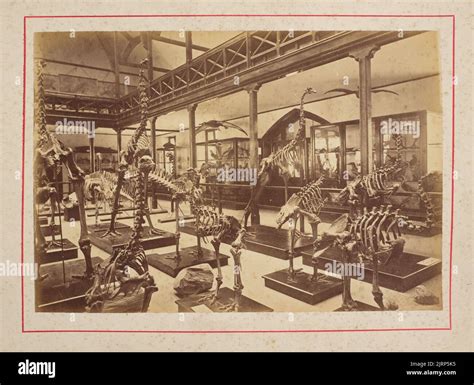 Moa Skeletons Christchurch Museum From The Album New Zealand Scenery Series 1 Circa 1880