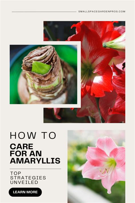 How To Care For An Amaryllis Expert Care Strategies Unveiled Small