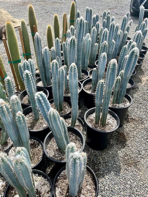Vivid Blue Torch Cactus Rare Live Plant Ready To Play Diy Garden