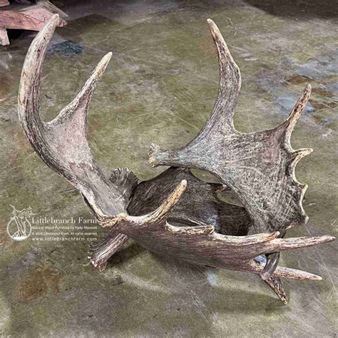 Moose Antlers Decor