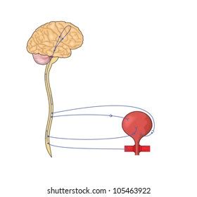 Hypogastric Nerve Images Stock Photos Vectors Shutterstock