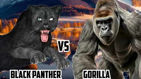 Black Panther Vs Gorilla Gorilla Vs Black Panther Youtube