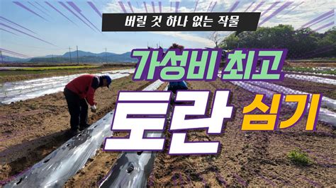 줄기 뿌리 잎사귀 무엇하나 버릴 것이 없는 작물 Youtube