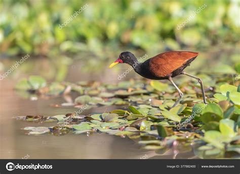 Bird Wattled Jacana Haunting Swamp Pantanal Area Brazil Picture Shot