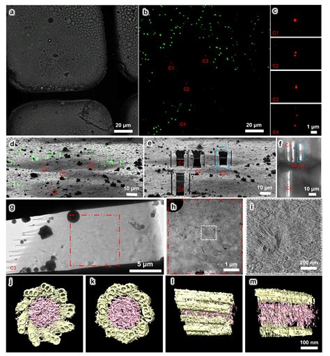 hope sim a cryo structured illumination fluorescence microscopy system