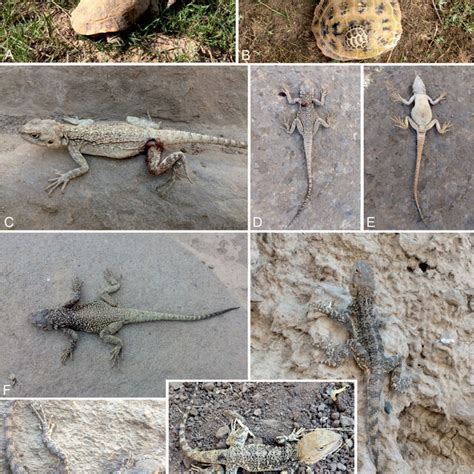 A B Individuals Of Testudo Horsfieldii From Bay Yawa Khagebilendi