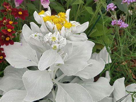 Senecio Candicans Angel Wings World Of Succulents