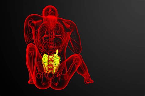 Anatomy Of The Small Intestine Small Intestinal Part Vector Small