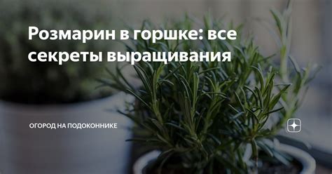 Розмарин в горшке: все секреты выращивания | Огород на подоконнике | Дзен