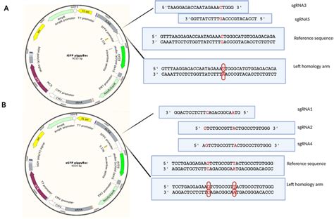 Recutting The Modified Dna By Cas9 Sgrna Was Prevented By Introducing