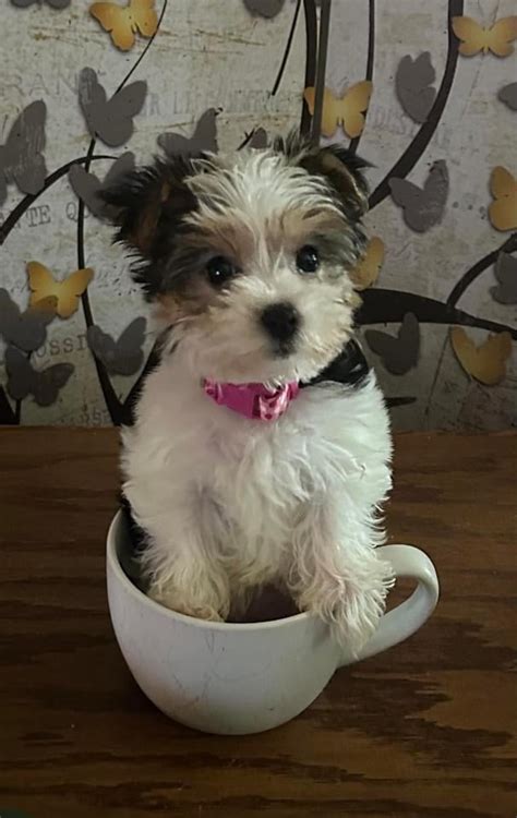 Meet Gemmie Shes 10 Weeks And Only 1 7 Pounds R Yorkies