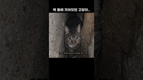 벽 틈에 끼여있던 고양이 Youtube