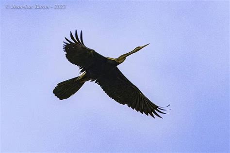 Oriental Darter Anhinga Melanogaster Focusing On Wildlife