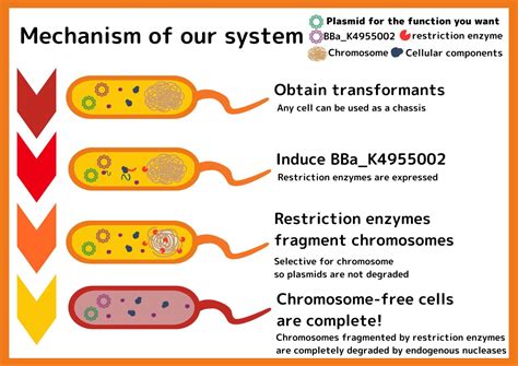 Contribution Japan United Igem 2023