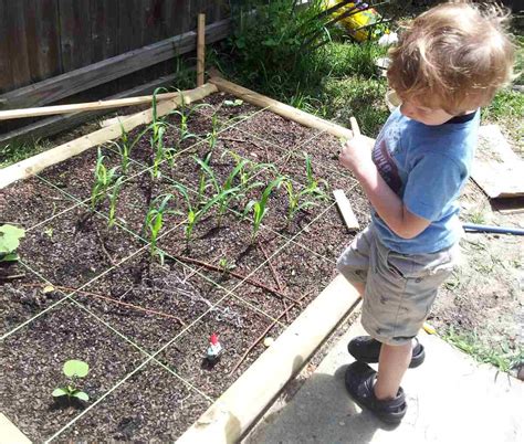 How To Grow A Three Sisters Garden In Your Backyard