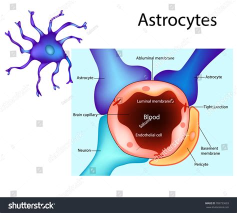 Astrocytes Schematic Diagram Neurogliovascular Unit Types Vetor Stock