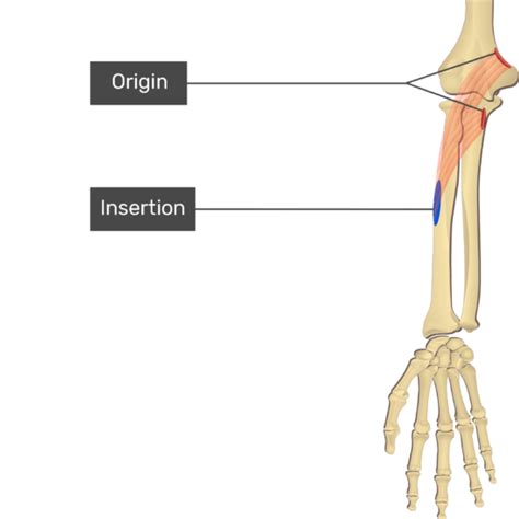 Pronator Teres Attachments Action And Innervation Getbodysmart