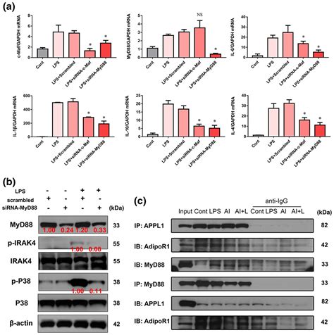 Identification And Characterization Of A Novel Adiponectin Receptor