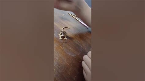 세상에서 제일 귀여운 도마뱀 Youtube