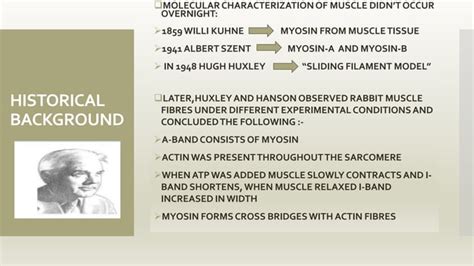 Myosin Structure Function And Mode Of Action In Humans Pptx
