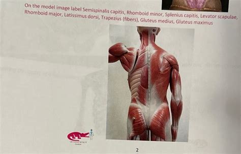 Solved On The Model Image Label Semispinalis Capitis