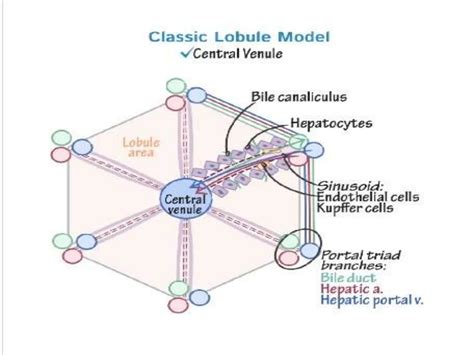 Histlogy Of Liverpptx