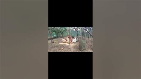 개구쟁이 Youtube