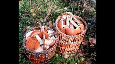 В Лес за ГРИБАМИ 🌲🌳🍄 Красота нашей Природы 🌞 ГРИБОВ Набрали МНОГО 🍄🍄🍄 Youtube