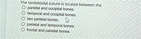 Solved The Lambdoidal Suture Is Located Between The Parietal And