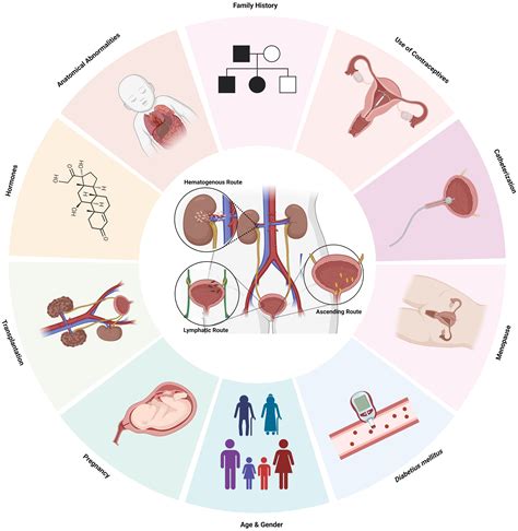 Pathophysiology Of Lower Urinary Tract Infection