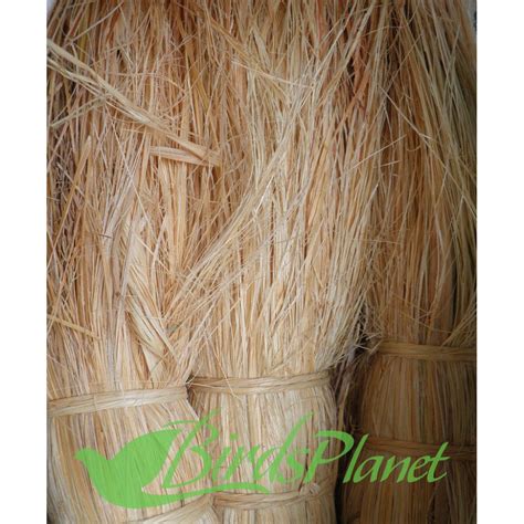 Nesting Material Birds Planet