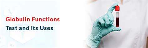 Globulin Functions Test And Its Uses Ganesh Diagnostic